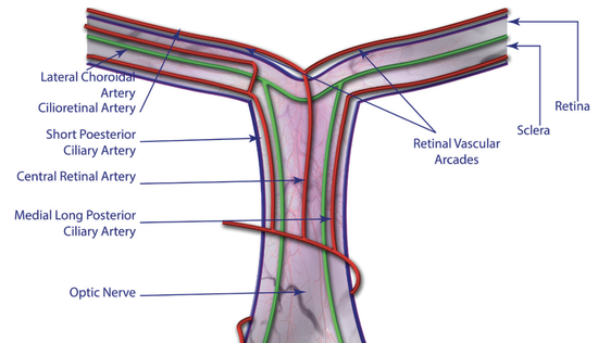 The Mystery of Cilioretinal Arteries and AMD