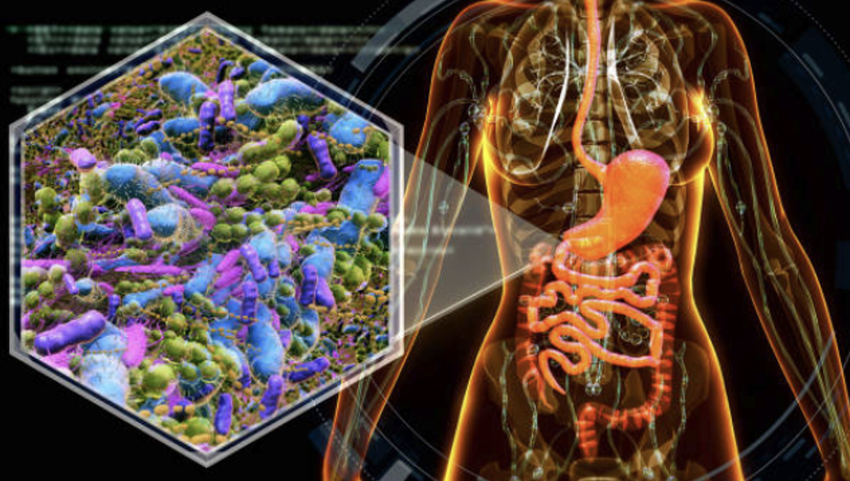 Link Between Gut Microbiome and Vision Loss Uncovered